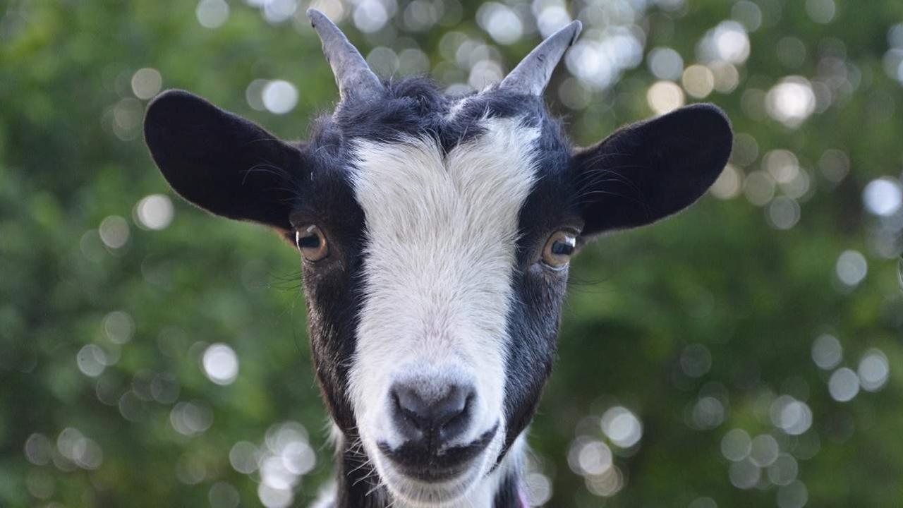 The Captain's Journal » Raising Goats for Food, Milk, Fur, and Landclearing